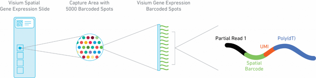 Nueva solución Visium para FFPE – Ya disponible en Pre-Order - Bonsai Lab