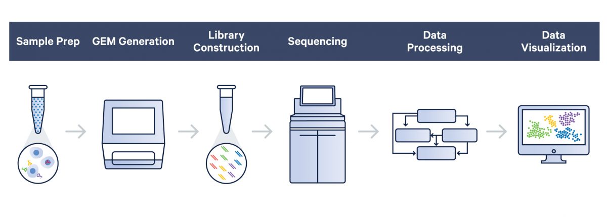 Nueva Serie Chromium X para Single Cell - Bonsai Lab